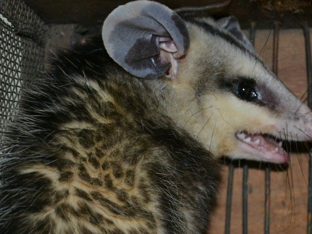 Você sabe qual é o animal que conhecemos por mucura? • DOL