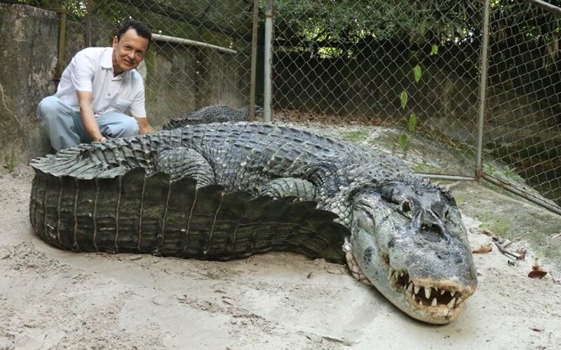 Jacaré gigante do museu Emílio Goeldi vai completar 70 anos • DOL