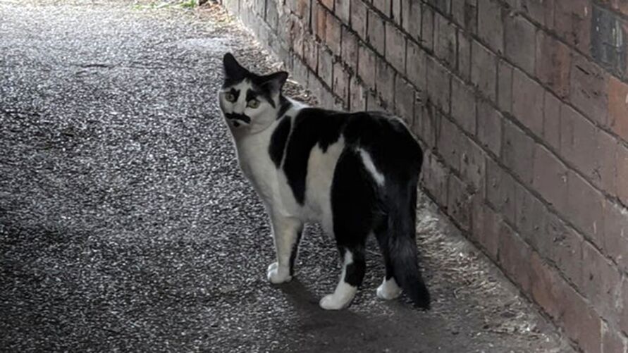 Fofo ou macabro? Gato 'desconfiado' bomba na web • DOL