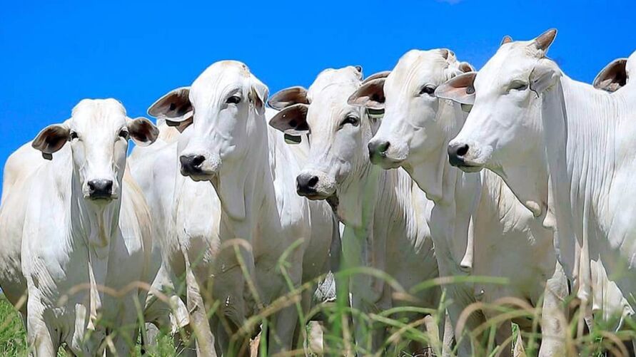 Gado vacinado: Pará tem mais de 22 milhões de animais já livres da ...