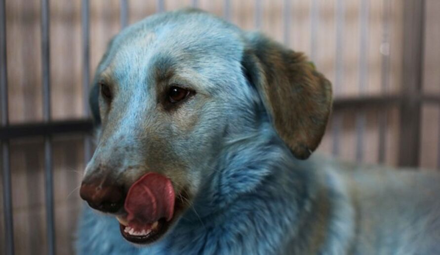 Cachorros azuis encontrados na Rússia intrigam o mundo • DOL