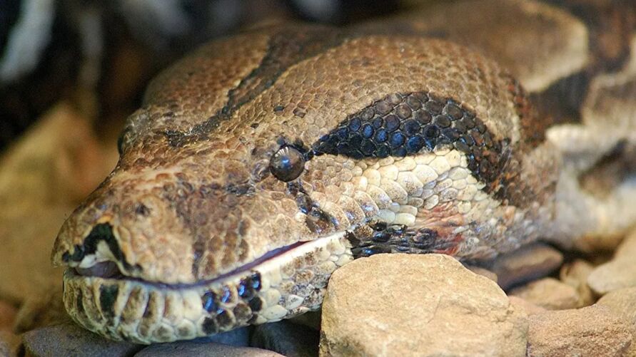 Cobra de 4 metros assusta moradores ao surgir no meio da rua; assista ...