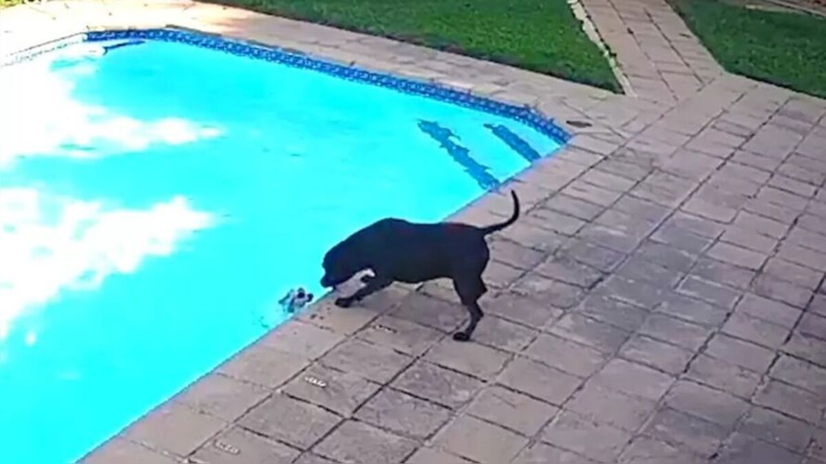 Vídeo de salvamento de cãozinho comove a web • DOL