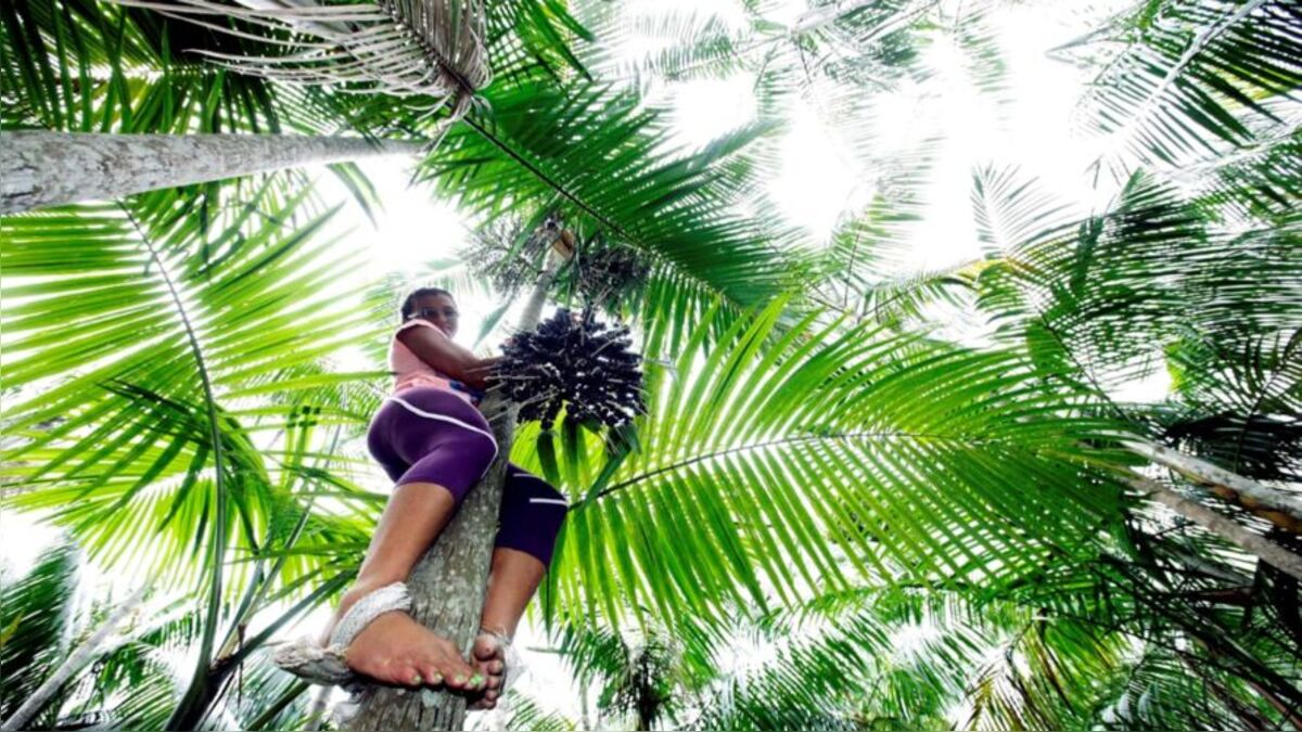 Região das Ilhas recebe festival sobre cultura amazônica • DOL