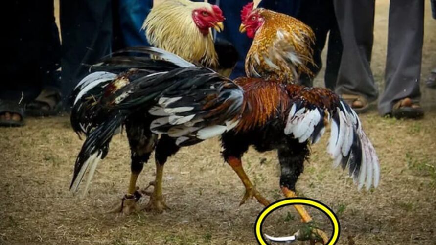Galo que era usado em rinha ilegal ataca e mata o próprio dono • DOL