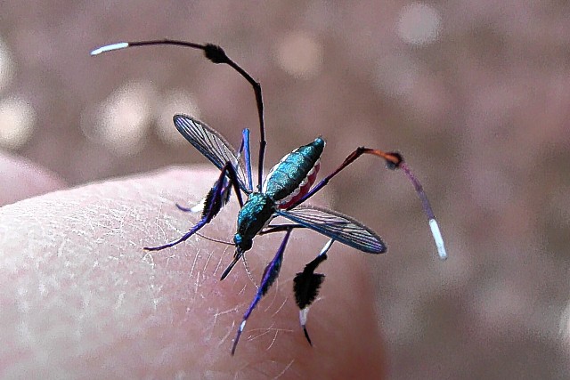 Conheça Sabethes, o 'carapanã' mais bonito do mundo • DOL