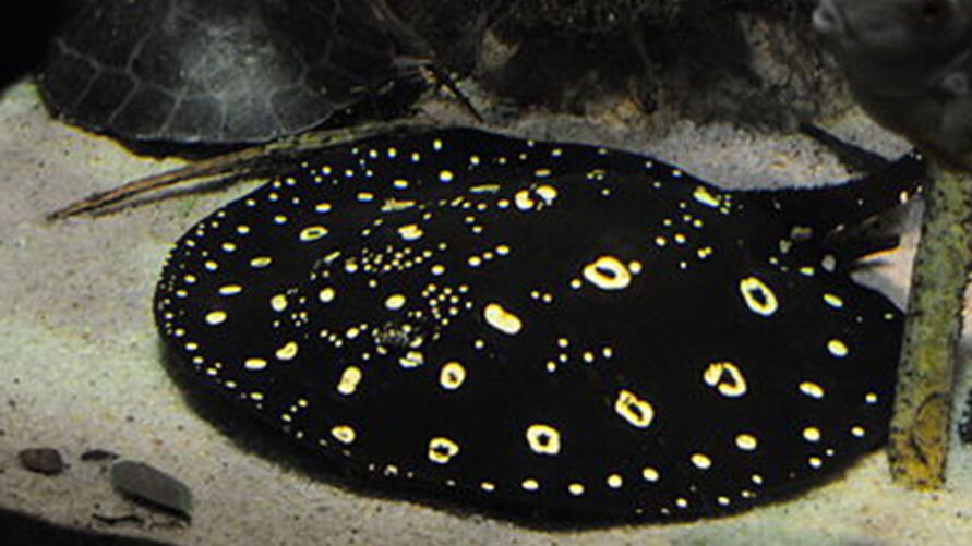 Arraia com símbolos exóticos é encontrada no rio Xingu • DOL