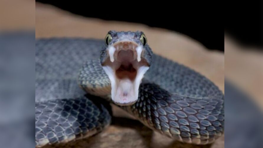 Cobra provoca emergência em avião. Veja o vídeo! • DOL