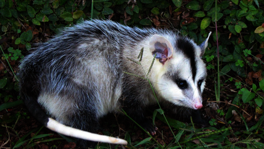 A importância da mucura e como preservá-la na natureza • DOL