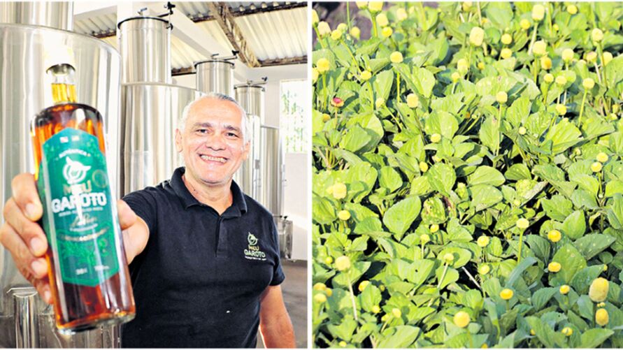 Cachaça e jambu: a receita que deu certo • DOL