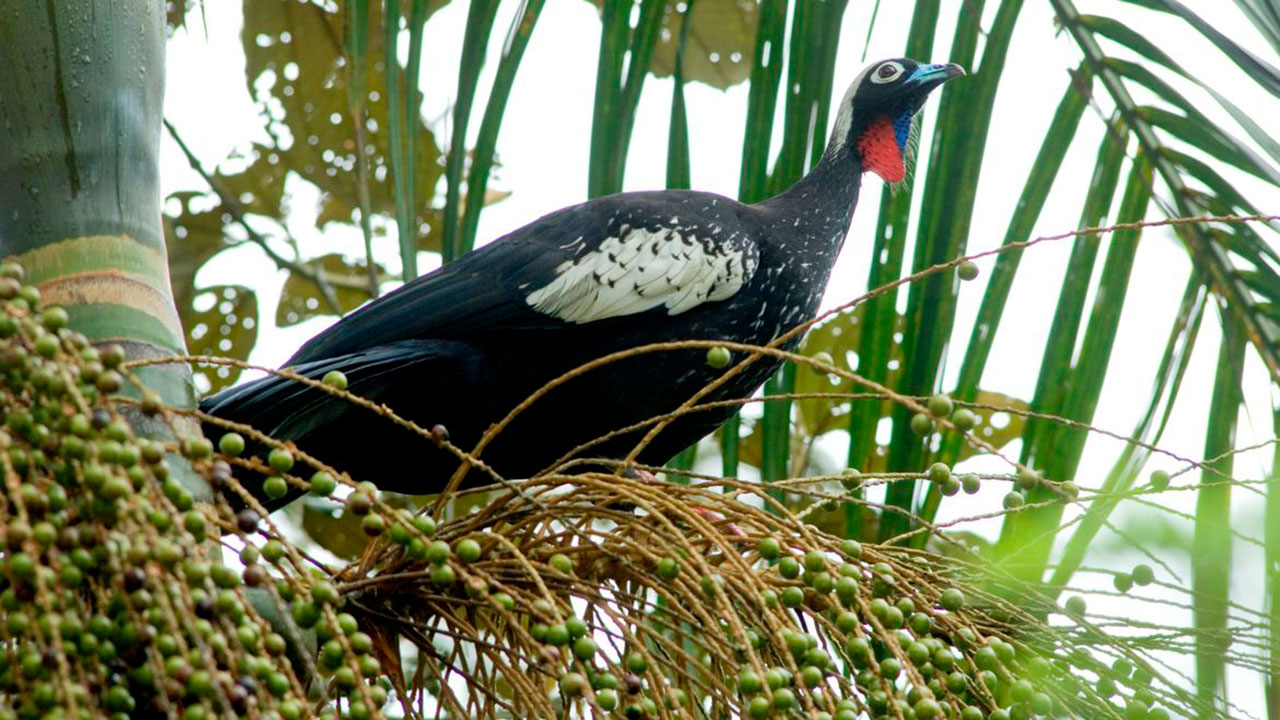 Espécies invasoras ameaçam o Brasil e governo prepara plano • DOL