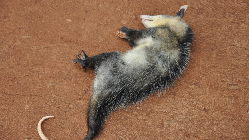 Mucura surge massacrada e morta em Goiânia • DOL