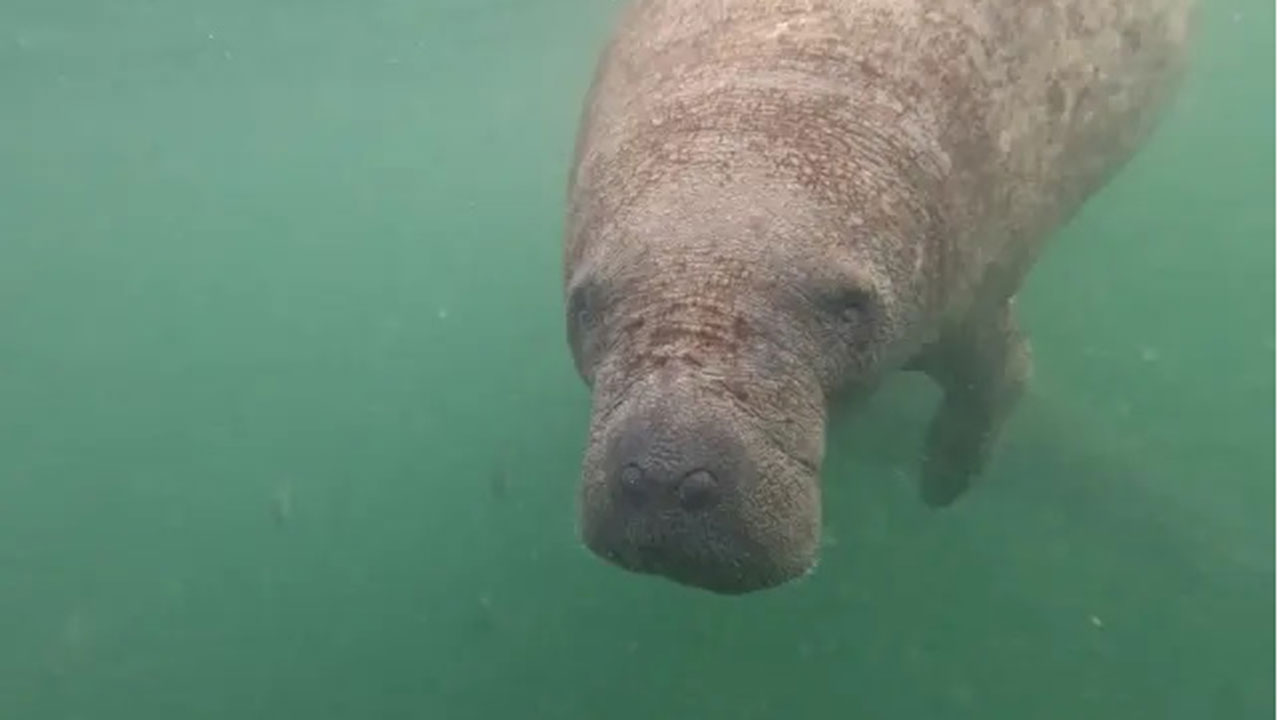 Peixe-boi solto no Ceará é encontrado no Caribe • DOL