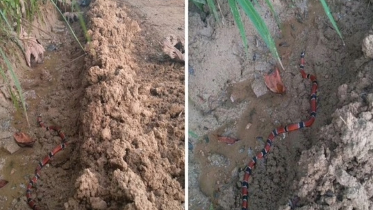 Cobra mais venenosa do Brasil é encontrada em escola • DOL