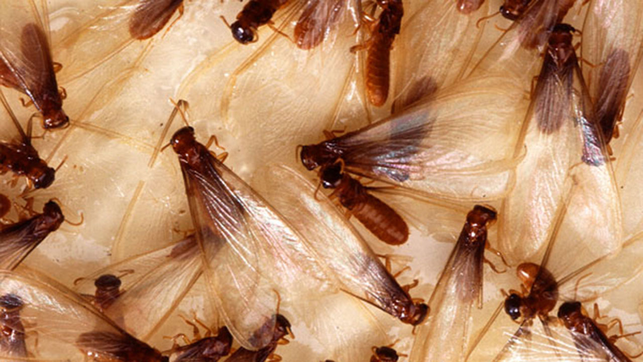 Cupim: veja 7 dicas de acabar com a praga em casa • DOL