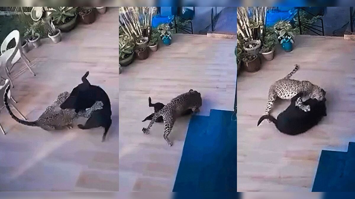 IMAGEM FORTE: vídeo flagra felino atacando cachorro dentro de casa • DOL