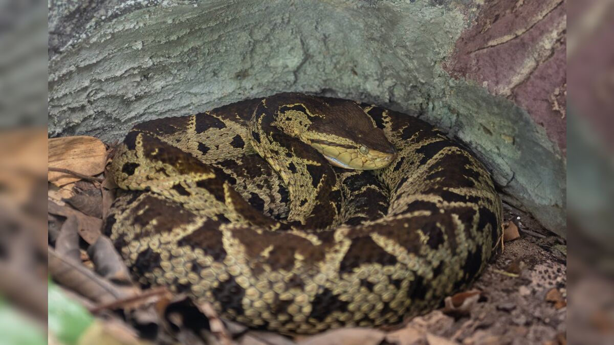 Ano Novo chinês: veja o que se sabe sobre a serpente • DOL