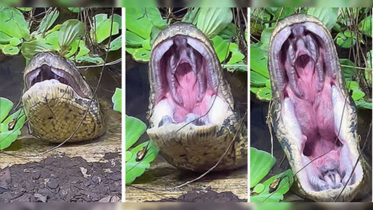 ASSISTA: Sucuri abre bocão durante 'bocejo' em vídeo impressionante • DOL