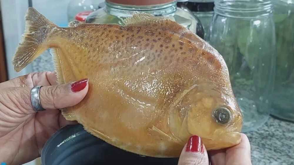 Piranha Juma: nova espécie de peixe é encontrada na Amazônia • DOL