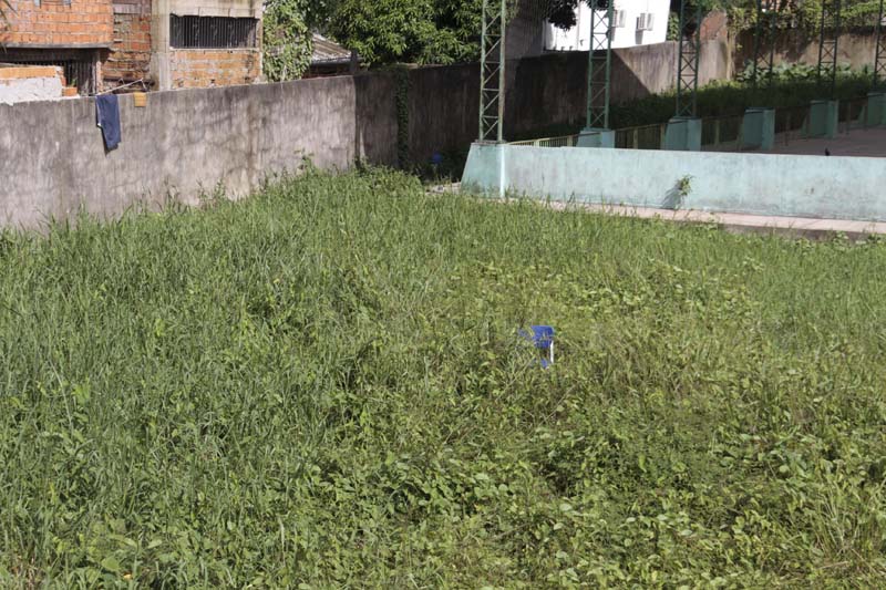Terreno vira criadouro do Aedes aegypti • DOL