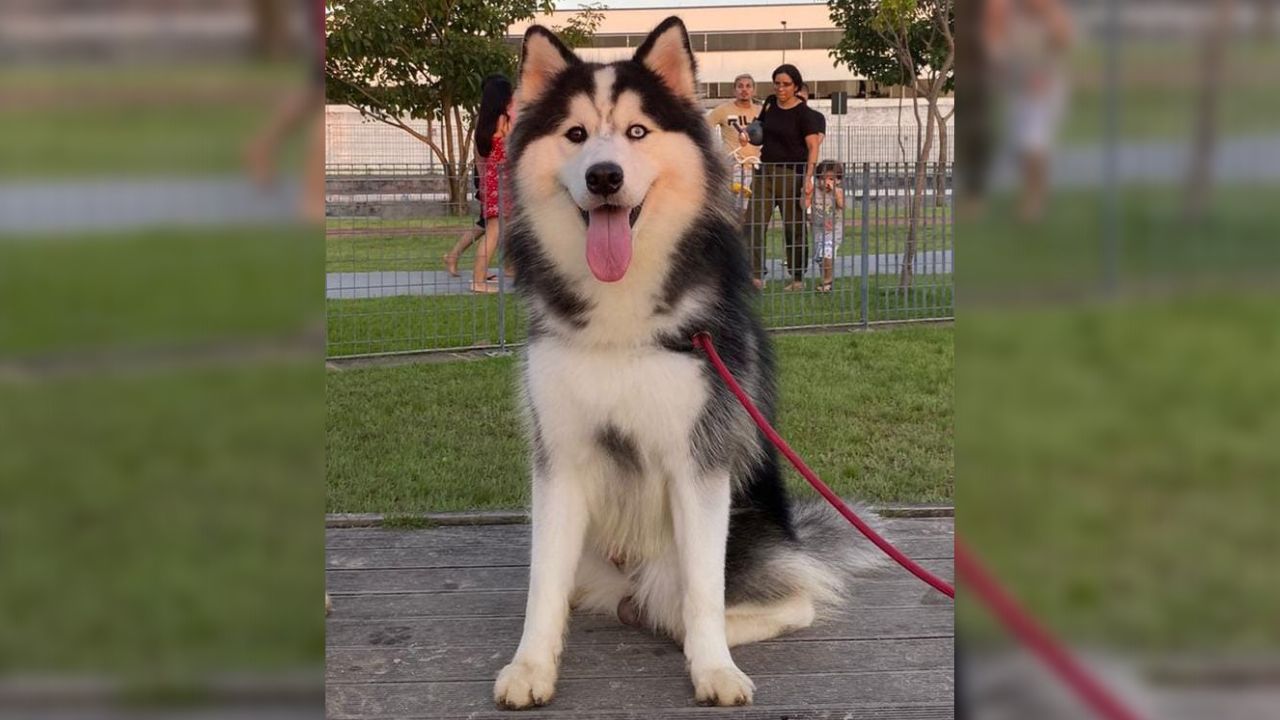 Saiba como criar um Husky Siberiano no calor de Belém